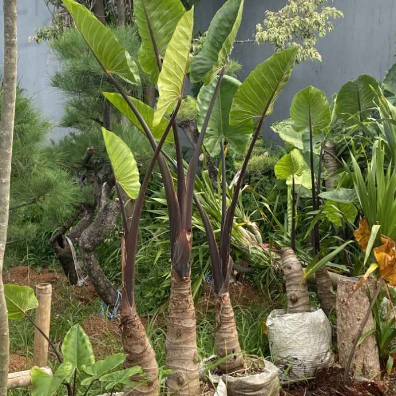 Jual Tanaman Hias Sente Bali / Sente Hitam / Black Caladium Bonggol ...