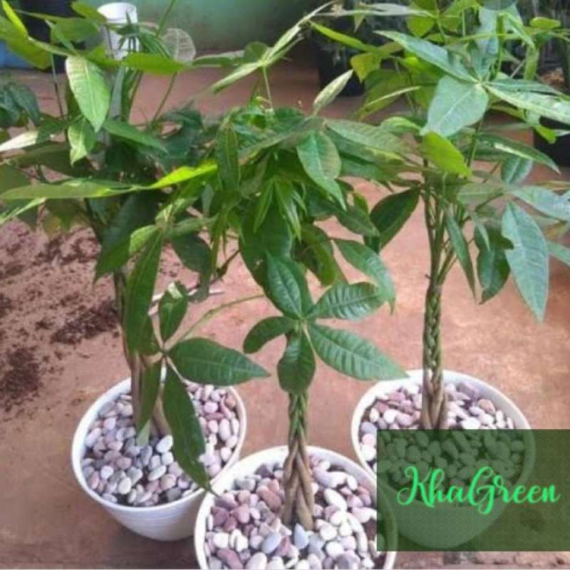 Jual Tanaman Hias Pohon Jarak Money Tree Pachira Uang. Rejeki Hoki Di ...