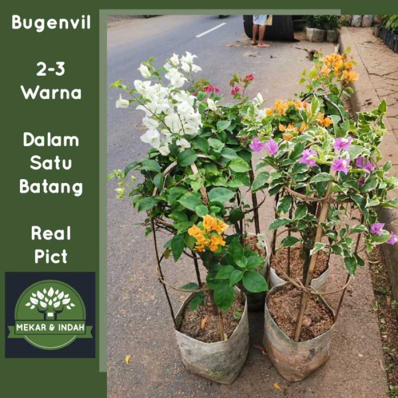 Jual Tanaman Bugenvil 3 Warna Bunga/ Pohon Bugenville / Kembang Kertas ...