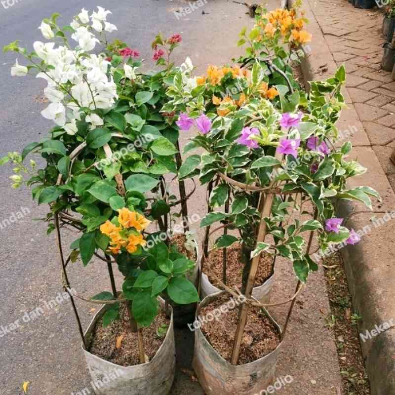 Jual Tanaman Bugenvil 3 Warna Bunga/ Pohon Bugenville / Kembang Kertas ...