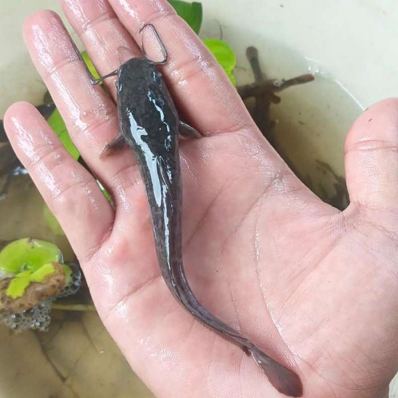 Jual Ikan Lele 5 6 Cm Terdekat 🏷️ Harga Grosir Murah Terupdate Hari Ini ...