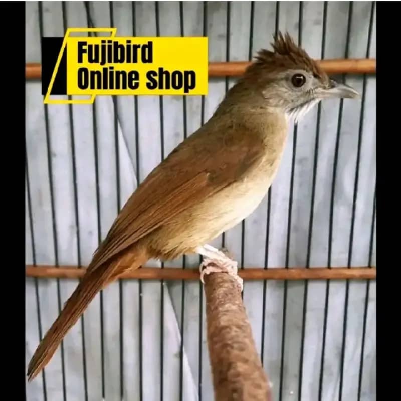 burung kapas tembak harganya berapa