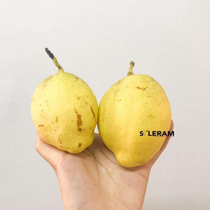 Jual Buah Pear Xianglie Xiang Lie Kuning Per Kg Eceran Di Seller Toko ...