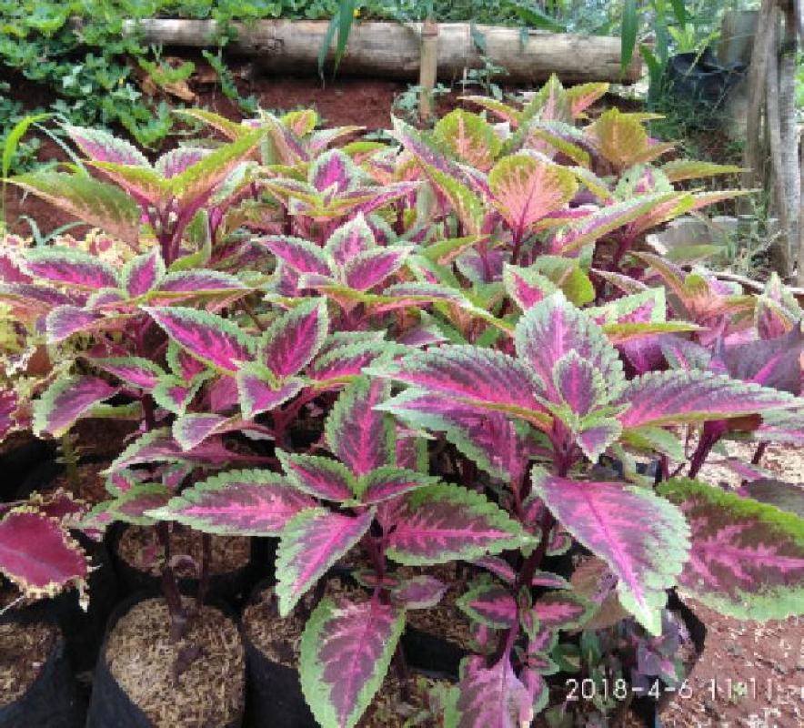 Jual Pohon Miana/tanaman Miana Di Seller Ismataman1 - Sasak Panjang ...