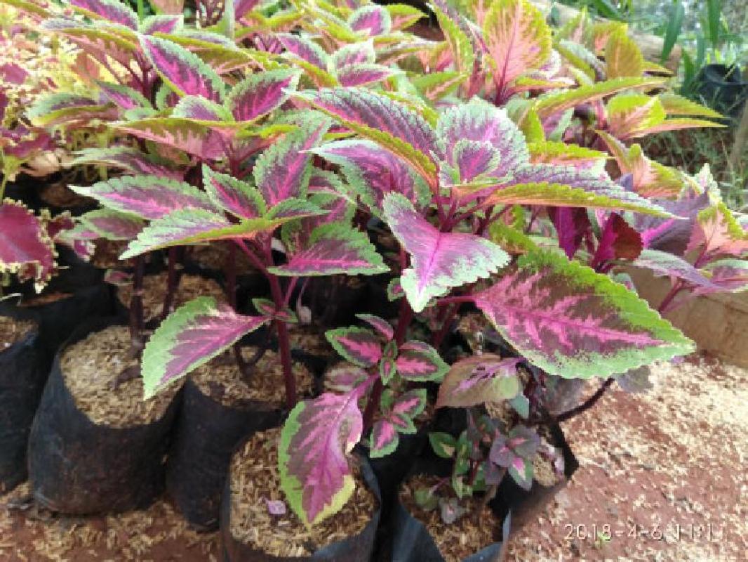 Jual Pohon Miana/tanaman Miana Di Seller Ismataman1 - Sasak Panjang ...