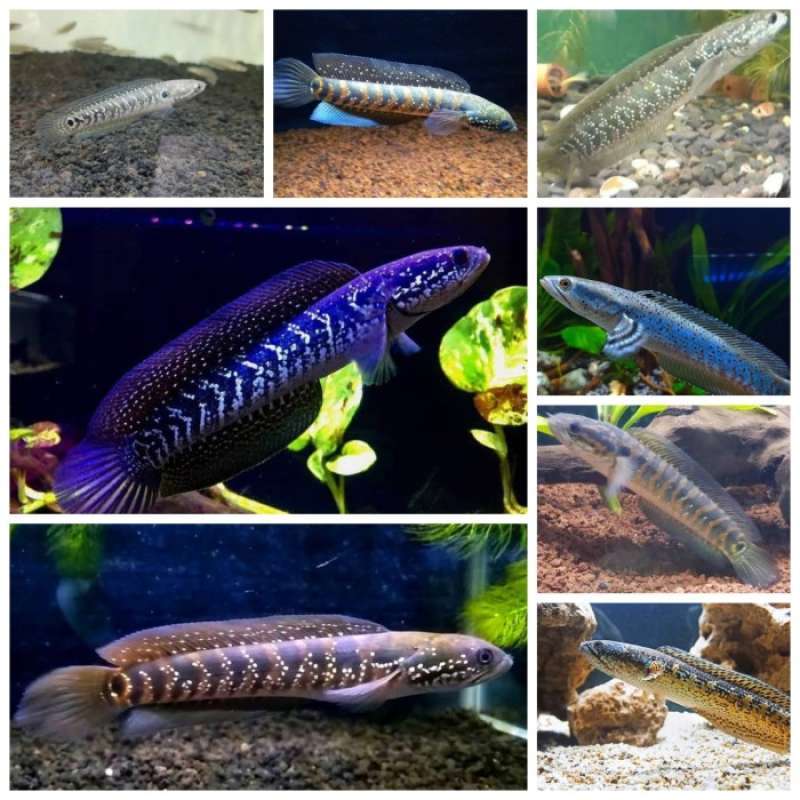 Promo Ikan Hias Chana Predator - ikan channa - ikan cana Asiatica rsws ...