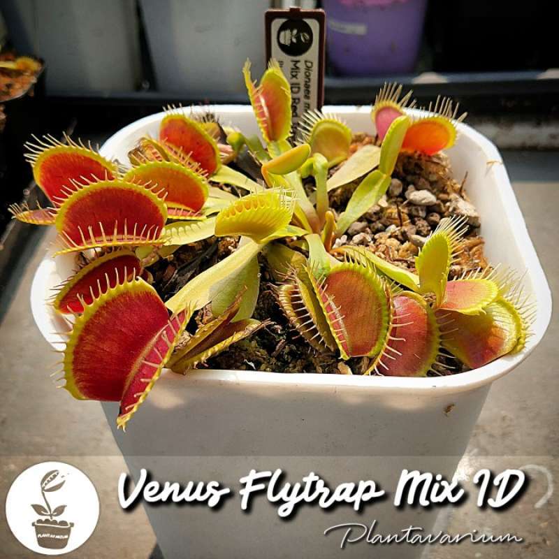 Jual Tanaman Karnivora Venus Flytrap / Fly Trap / Vft Size Besar / Jumbo Di Seller Amartha Store ...