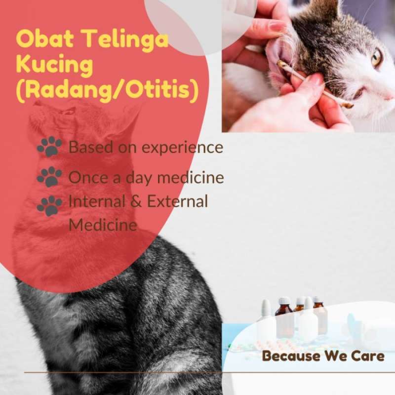 Promo Obat Radang Telinga Kucing (Otitis) Diskon 17% di Seller Hafizh ...