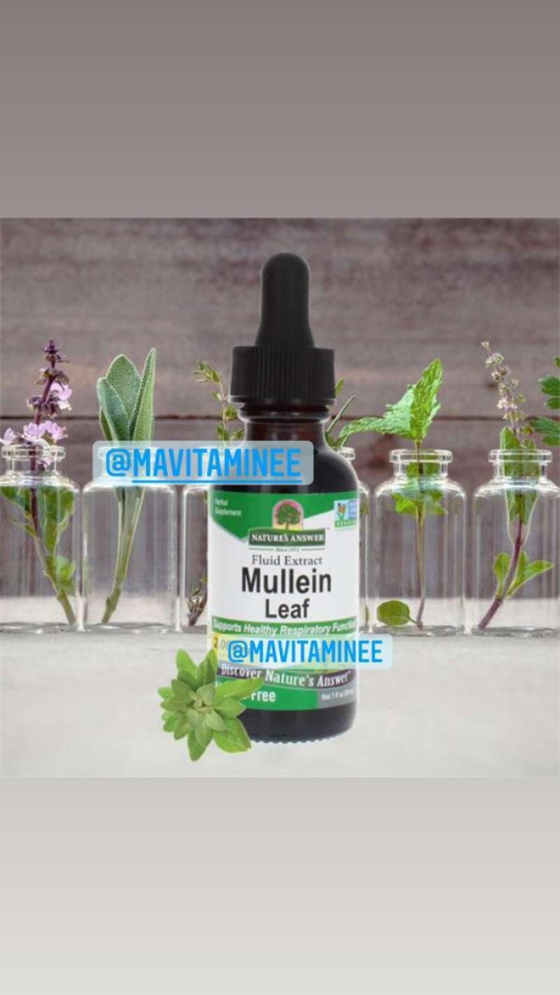 Promo Pembersih Paru Paru, Bronchitis, Pneumonia Dll: Mullein Leaf ...