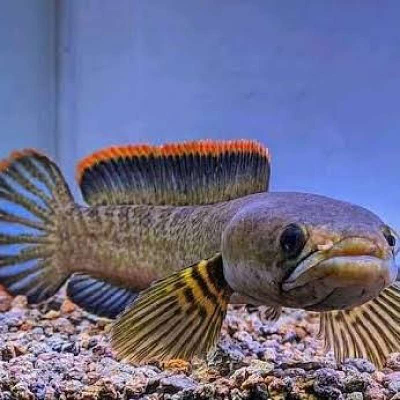 Promo IKAN CANA LIMBATA /IKAN GABUS/IKAN PREDATOR/IKAN HIAS/IKAN LOKAL ...