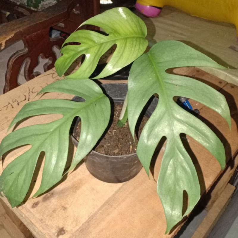 Promo Philodendron Cebu Blue Tanaman Hias Monstera Blue Diskon 23% di ...