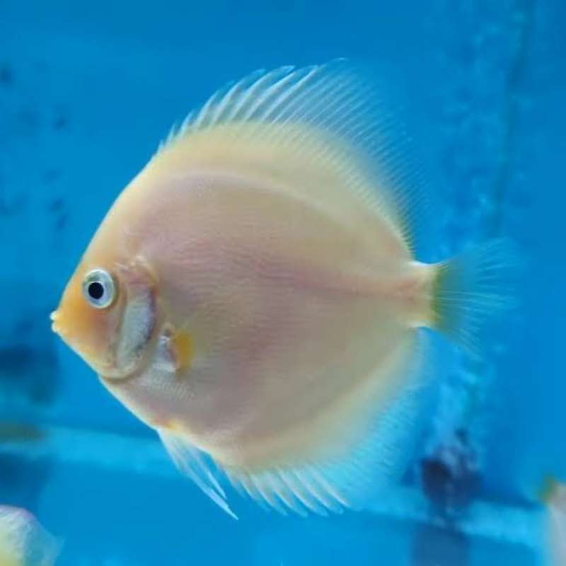 Jual Ikan Discus 2 Inchi Terdekat 🏷️ Harga Grosir Murah Terupdate Hari ...