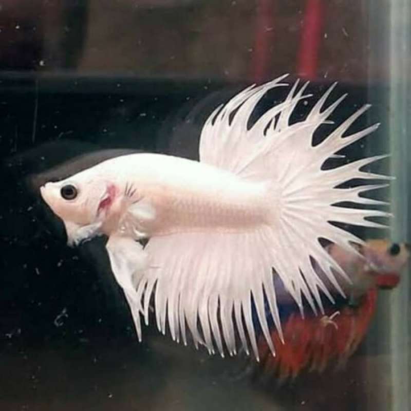 Jenis Ikan Cupang Serit 7 Jenis Ikan Cupang Terbaik Untuk Peliharaan