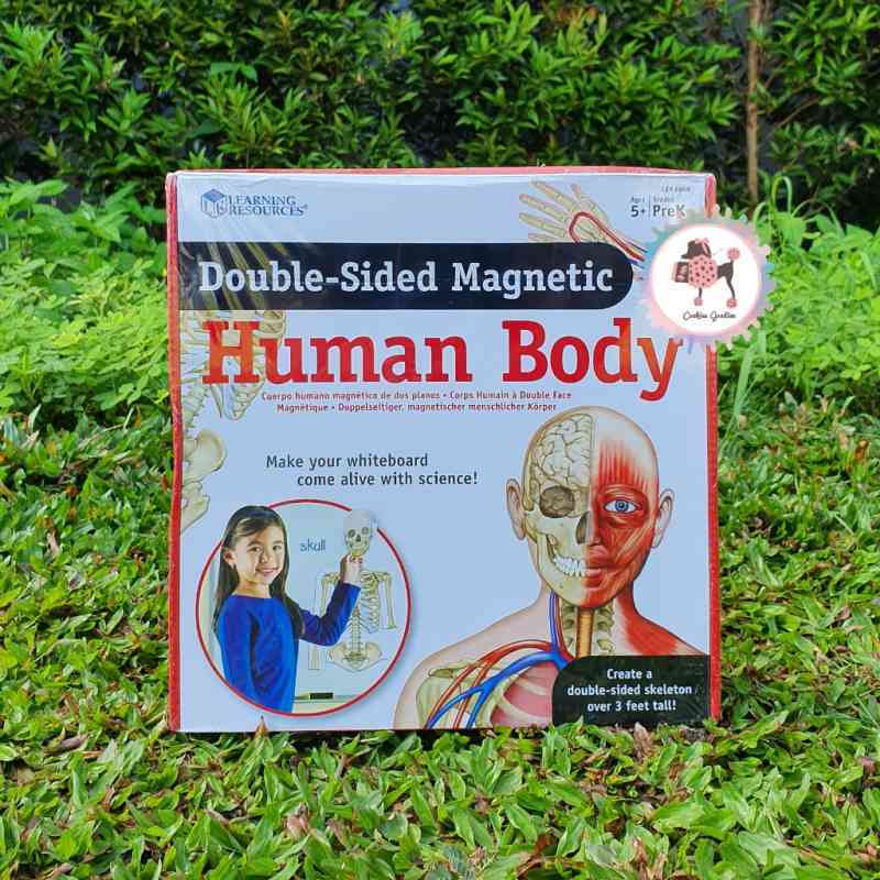 Jual Learning Resources Double Sided Magnetic Human Body Di Seller ...