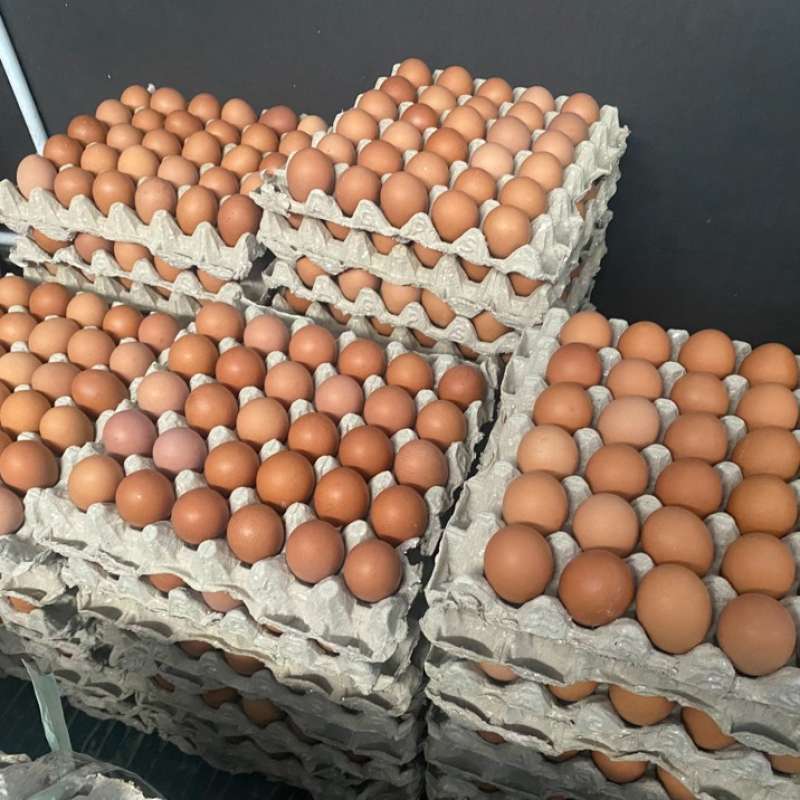 Jual Telur Agung Farm Telur Ayam Negri Negeri Per 60 Kg Curah Segar ...