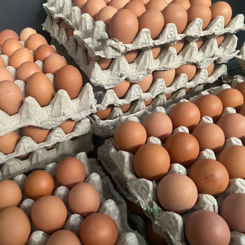 Jual Telur Agung Farm Telur Ayam Negri Negeri Per 60 Kg Curah Segar ...