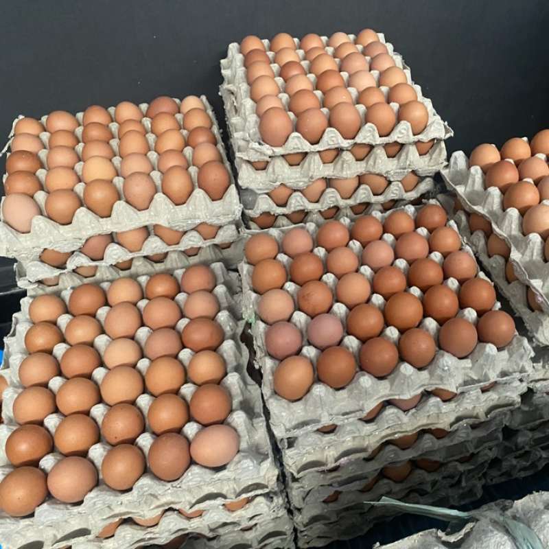 Jual Telur Agung Farm Telur Ayam Negri Negeri Per 60 Kg Curah Segar ...