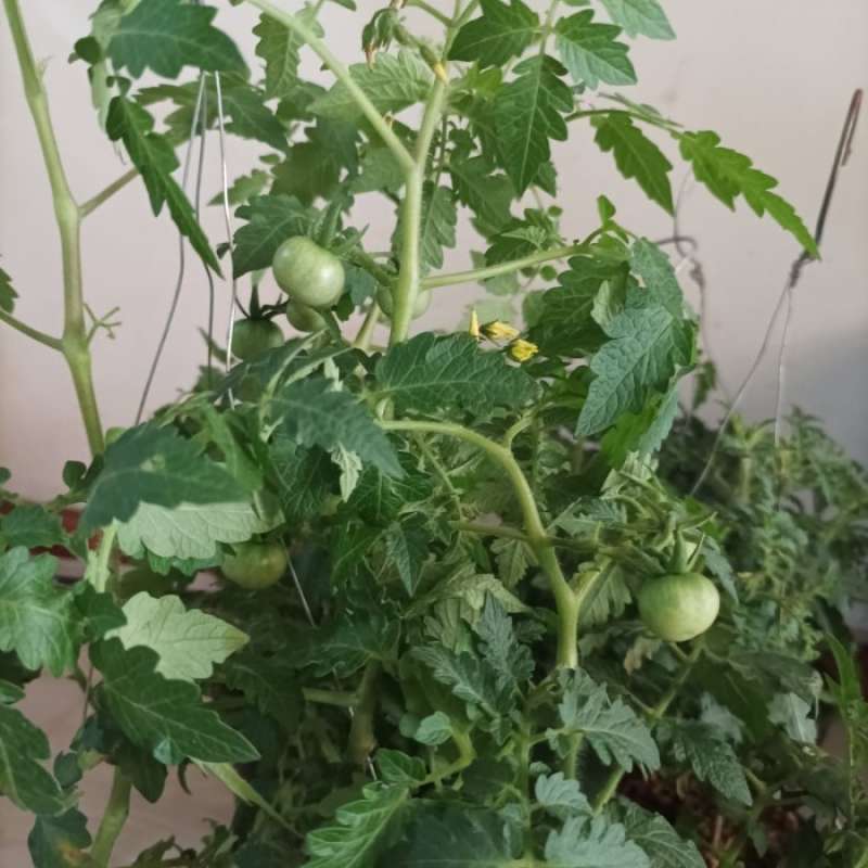Jual pohon tomat cherry sudah berbunga berbuah // Tanaman buah tomat ...