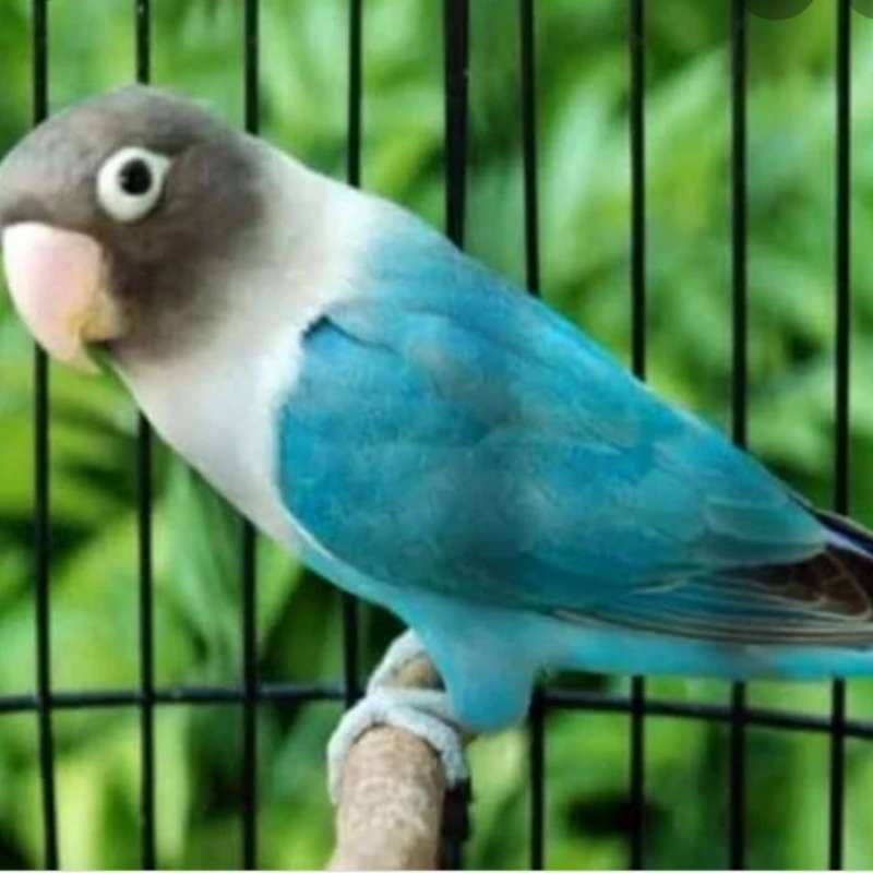 Cobalt Lovebird