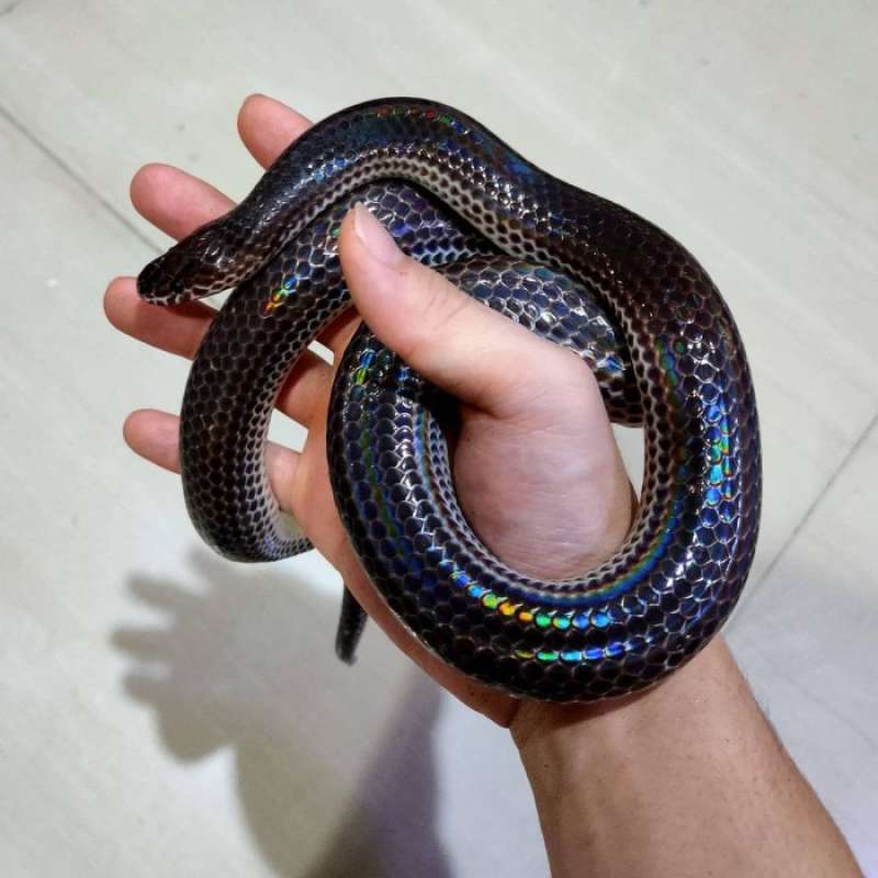 Promo Ular Pelangi Jumbo / Medium . Xenopeltis Unicolor Diskon 23% Di ...