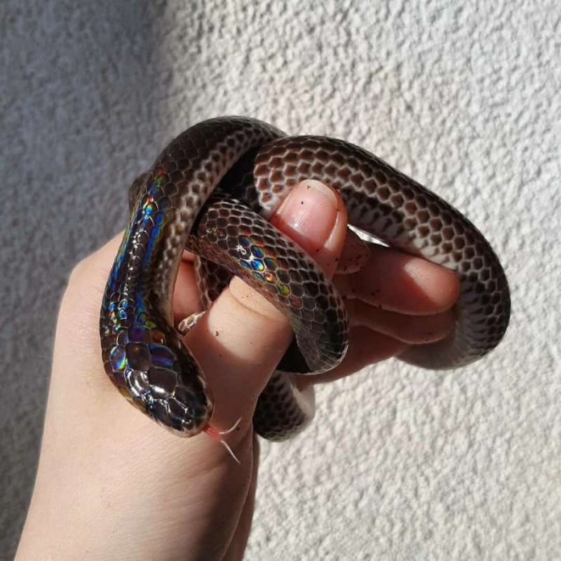 Promo Ular Pelangi Jumbo / Medium . Xenopeltis Unicolor Diskon 23% Di ...