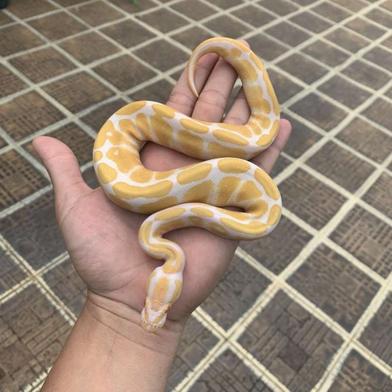 Jual Albino Python Original Terbaru, Terlengkap, & Harga Termurah ...