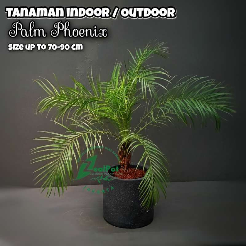 Promo pohon palem phoenix - Tanaman hias palem Phoenix Diskon 23% di ...