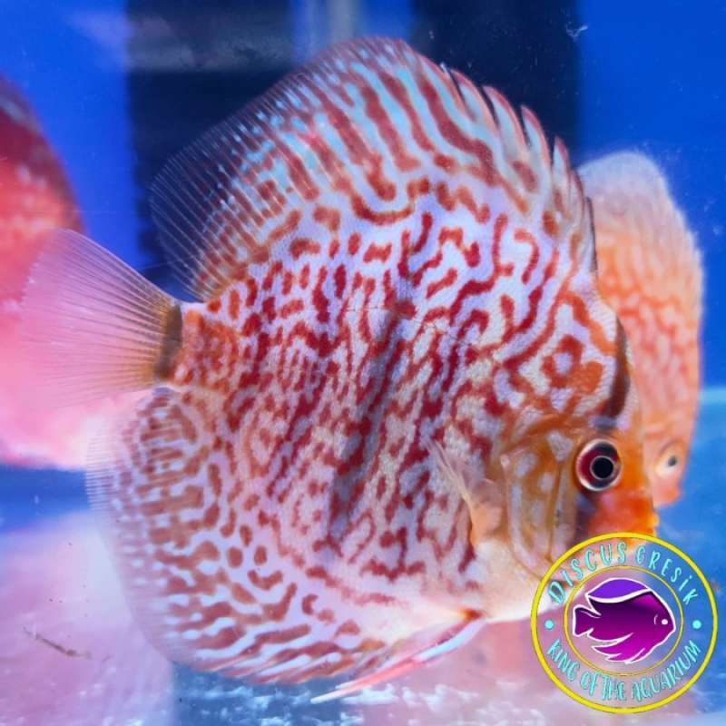 Promo Ikan Discus Size 2,7 Inch - 3 Inch Diskon 34% Di Seller Ola Store ...