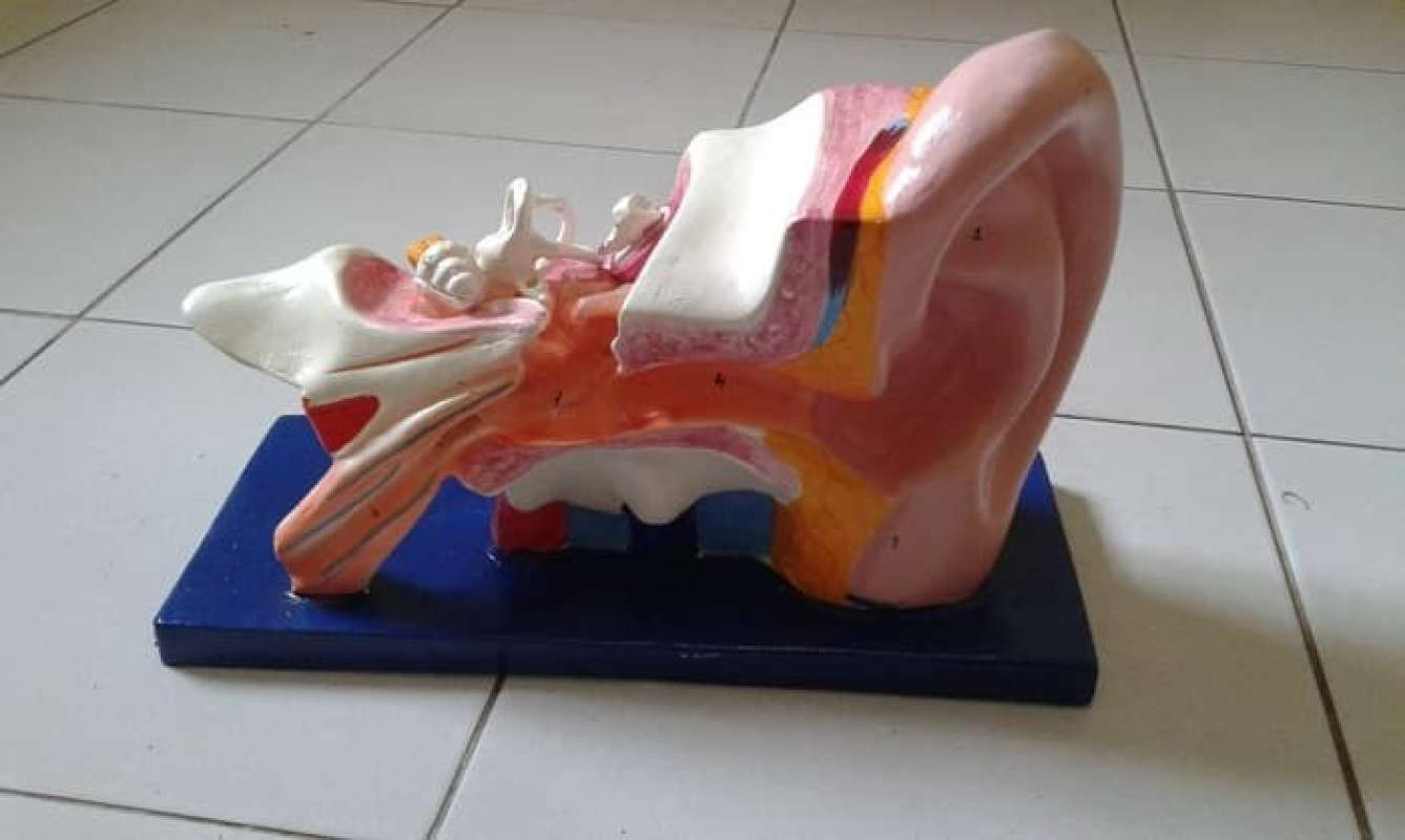Promo ANATOMI MODEL TELINGA MANUSIA, ALAT PERAGA PENDIDIKAN DAN MEDIS ...