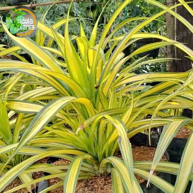 Jual Pandan Afrika Kuning Dewasa Rimbun Di Seller Min Yoona Shop ...