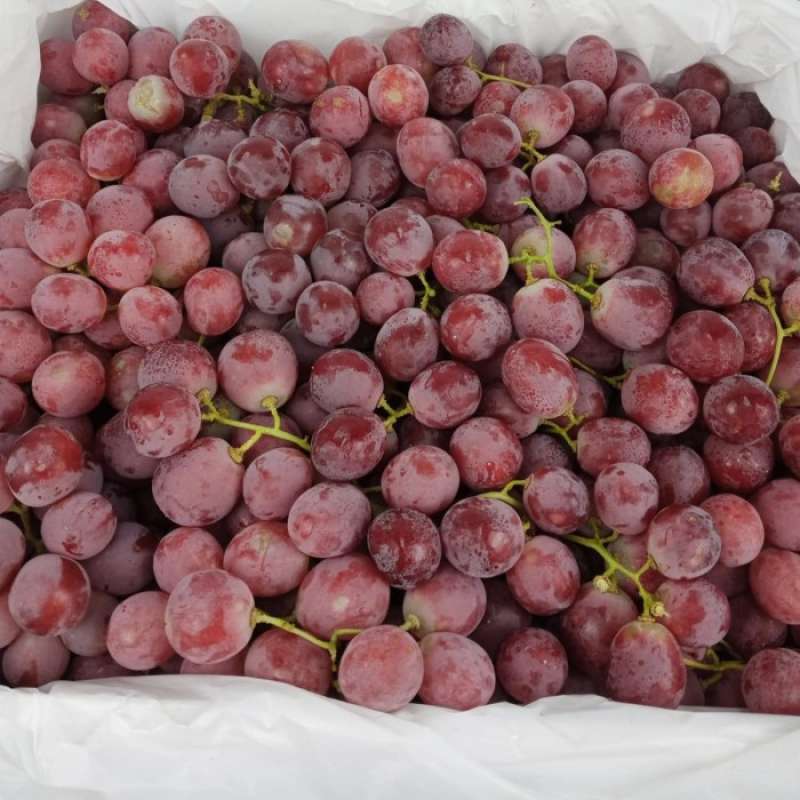 Jual Buah Anggur Murah - Harga Grosir Maret 2024 | Blibli