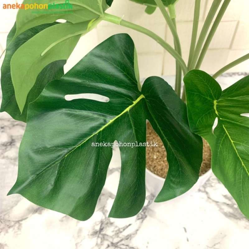 Promo Baru Tanaman Daun Monstera Variegata Hijau Polos X9 Semi Latex ...