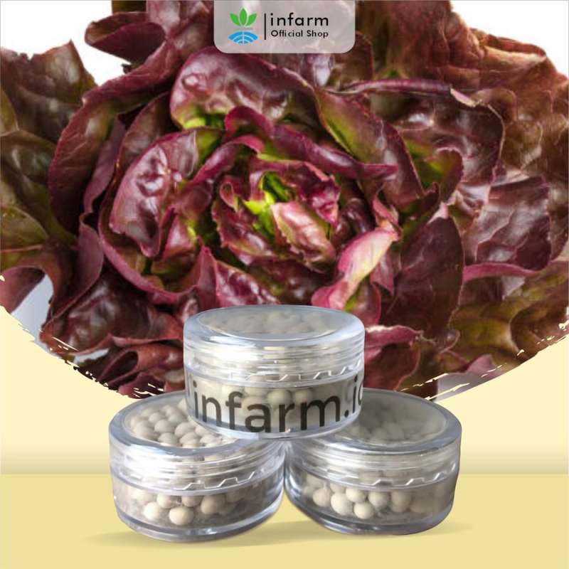 Jual Infarm Benih Premiumrz Rijk Zwaan Mondai Selada Oakleaf Lettuce 25 ...
