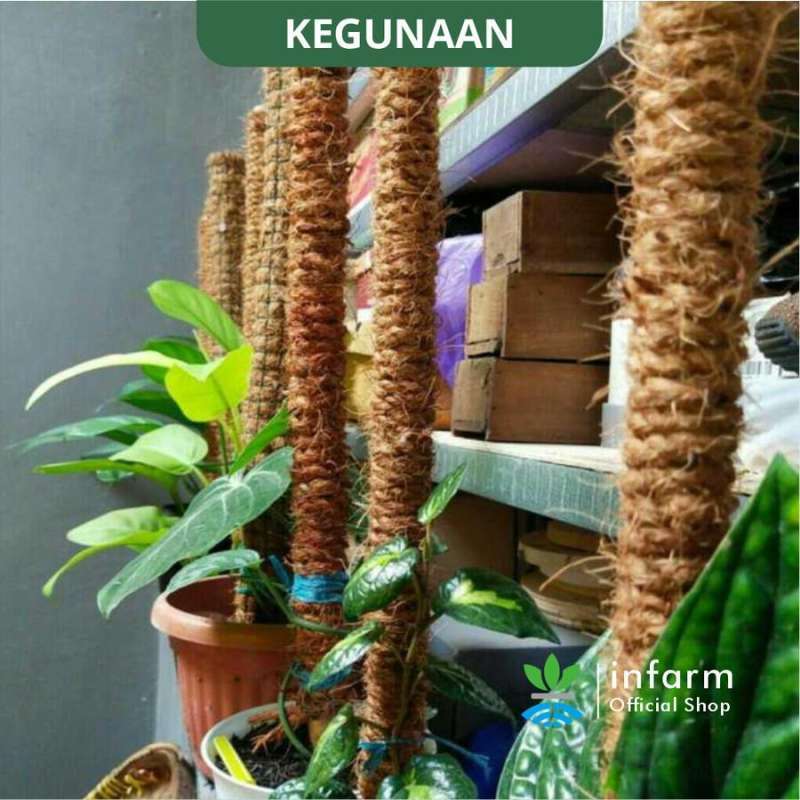 Jual Infarm Turus Penyangga Tanaman Rambat 60 Cm Sabut Kelapa Turus ...