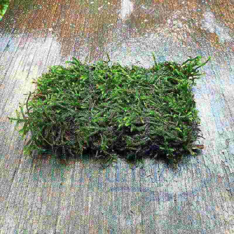 tanaman aquascape java moss