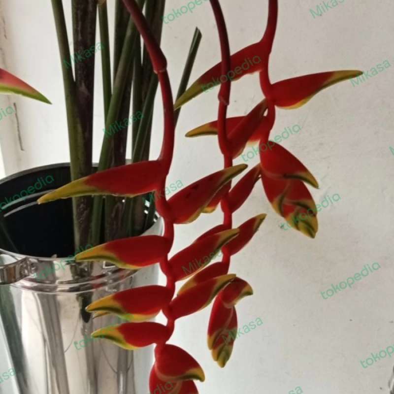 Promo Bunga Heliconia Asli Bunga Tangkai Diskon 23% Di Seller Walima ...