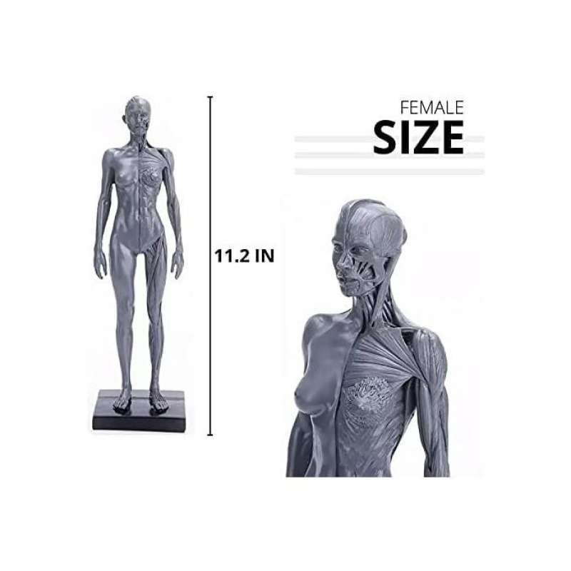 Jual Malefemale Human Anatomy Figure Ecorche And Skin Model Lab ...