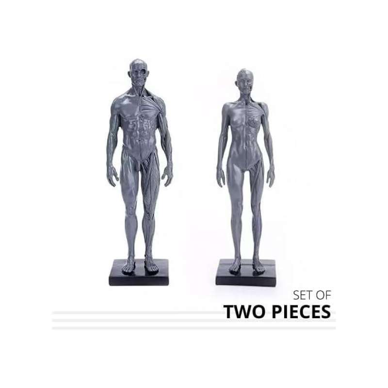 Jual Malefemale Human Anatomy Figure Ecorche And Skin Model Lab ...