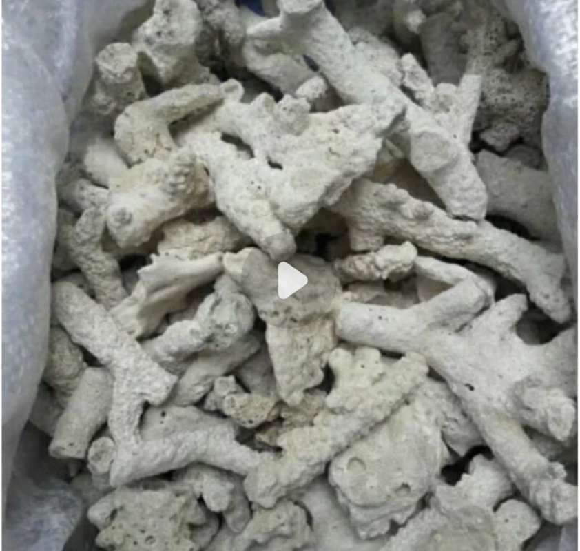 Jual Karang Jahe Media Filter Ph Air / Hiasan Dekorasi Aquarium ...