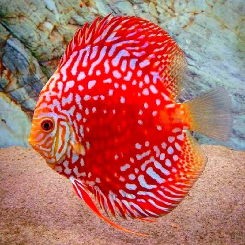 Jual Discus Rafflesia / Discus Raflesia / Ikan Discus Rafflesia ...