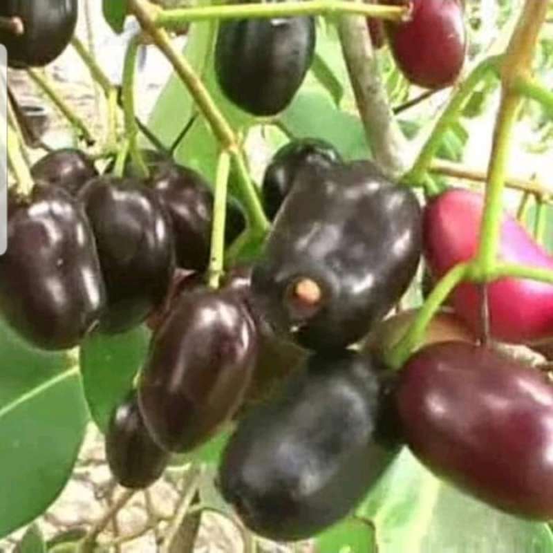 Promo Tanaman Buah Jamblang Hitam / Duwet Putih / Berbunga / Berbuah ...