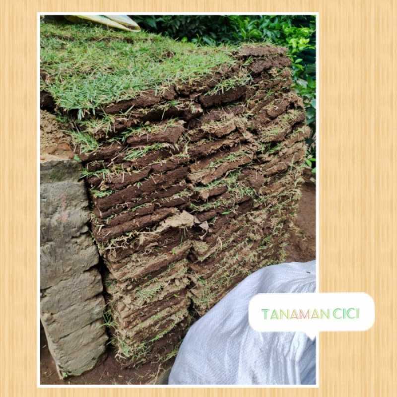Jual Tanaman Rumput Jepang Per Meter (25 Buah Kotak Rumput) Di Seller ...