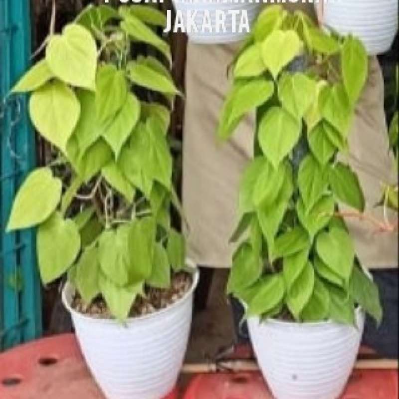 Promo Tanaman Hias Pilodendron Lemon Lime + Pot Putih / Tanaman / Bunga ...