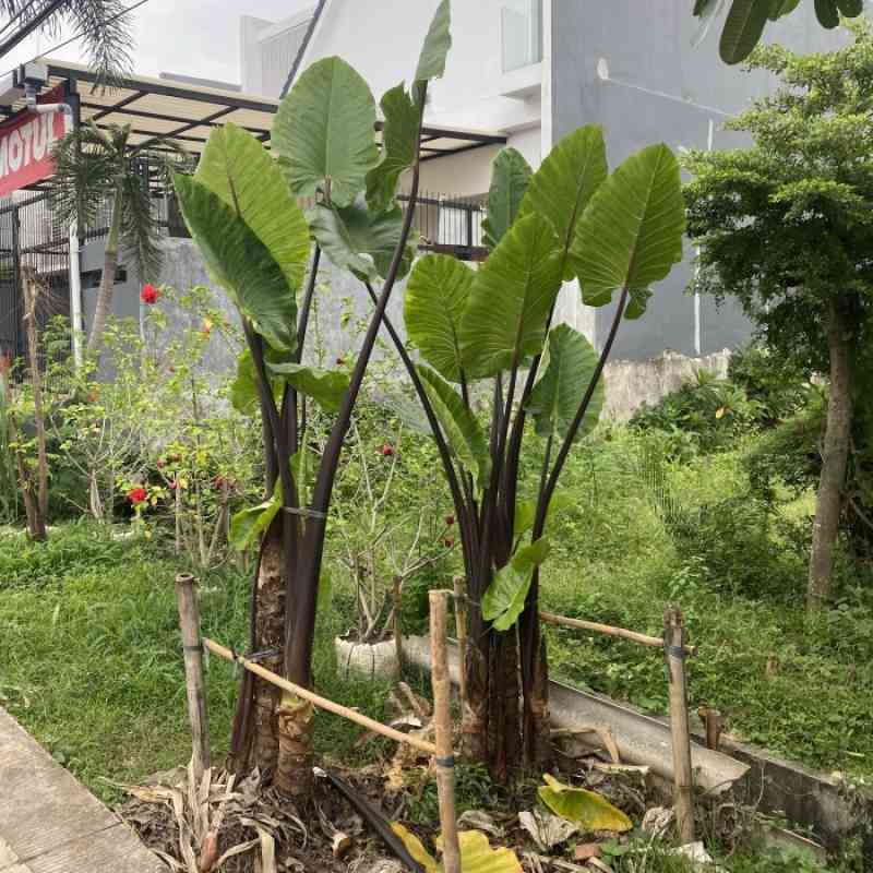 Jual Tanaman Hias Sente Bali / Sente Hitam / Black Caladium Bonggol ...