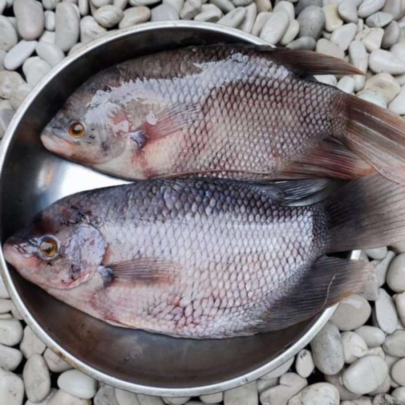 Ikan Gurame Gurame Selamat Dari Kematian Massal Ikan Di Australia
