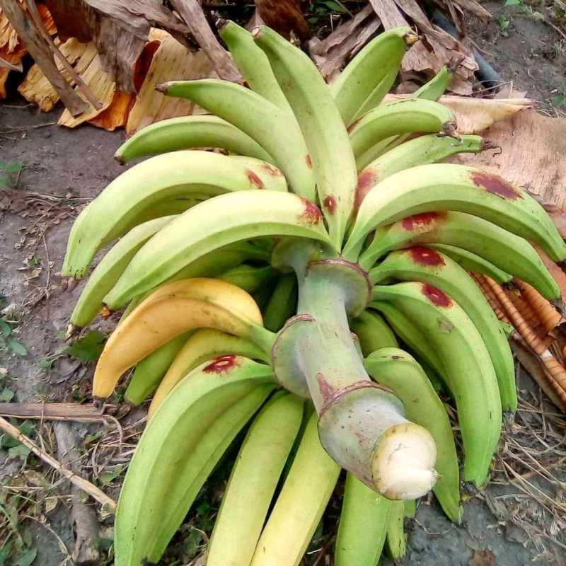 Jual Bibit Pisang Raja Nangka Original Murah - Harga Diskon Juli 2024 ...