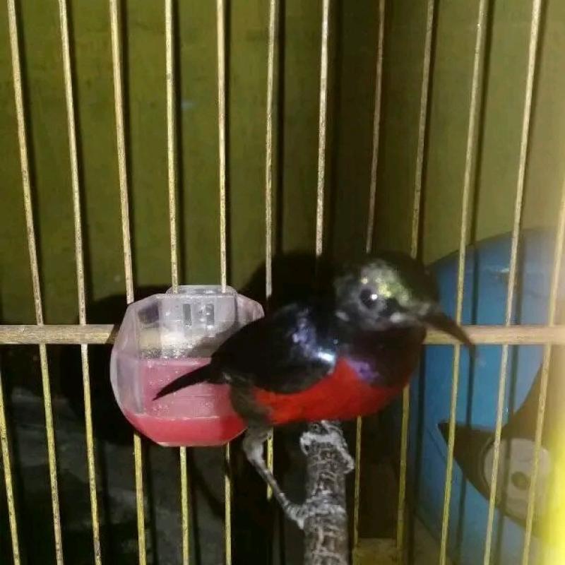 Burung Kolibri Ninja
