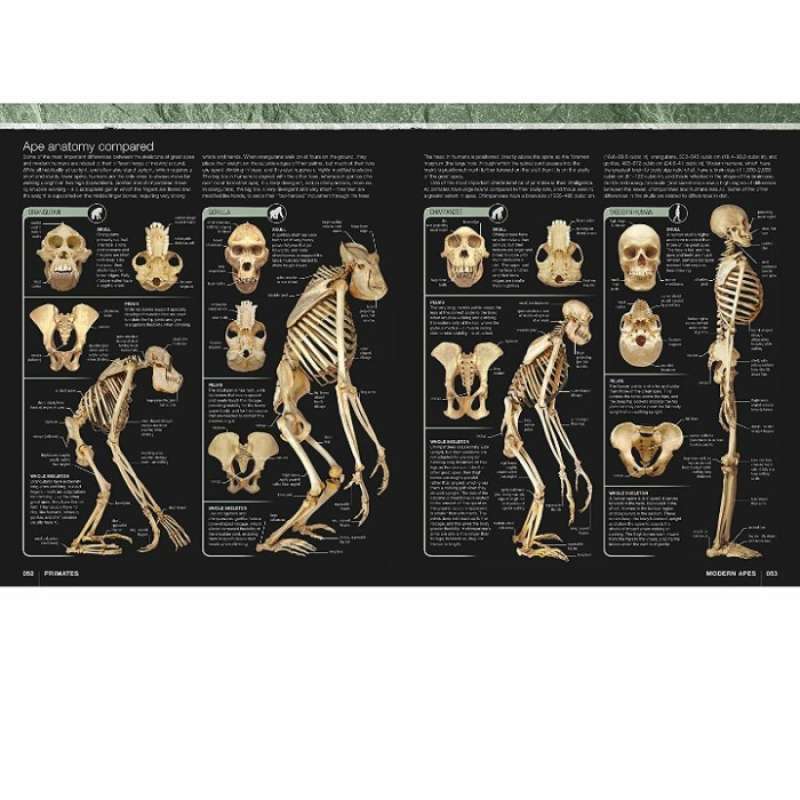 Jual Dk : Evolution - The Human Story - Alice Robert Di Seller Indah ...