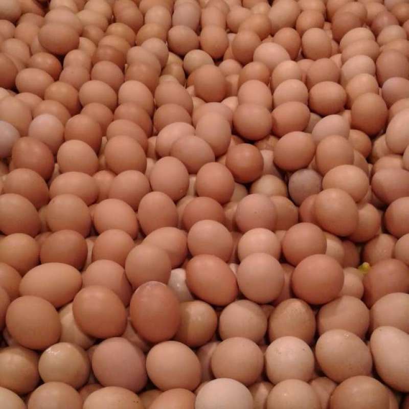 Telur Ayam Supermarket Gratis Ongkir 🔥 Harga Murah Maret 2025