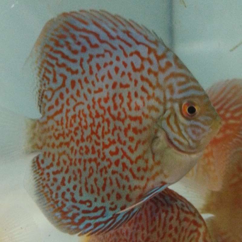 Jual Discus Leopard Gen Panthera 3 Inchi Body Di Seller Aaron - Kebon ...